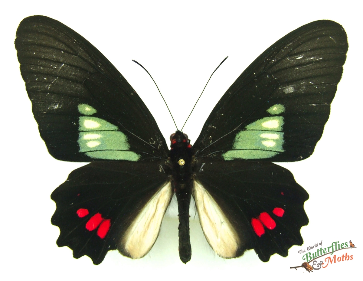 Parides phosphorus zopyron PERU - World of Butterflies and Moths
