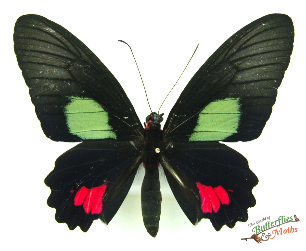 Parides phosphorus zopyron PERU - World of Butterflies and Moths