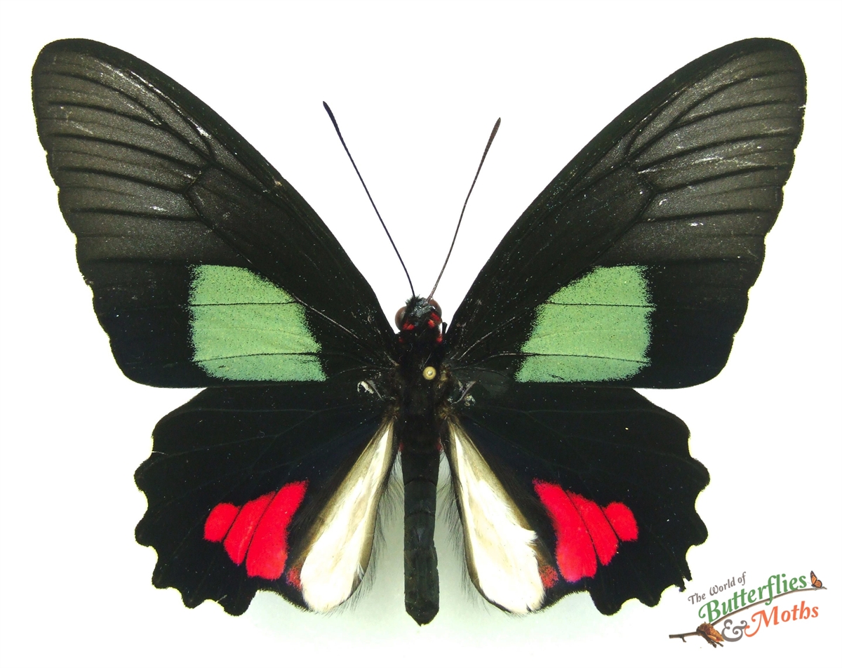 Parides phosphorus zopyron PERU - World of Butterflies and Moths