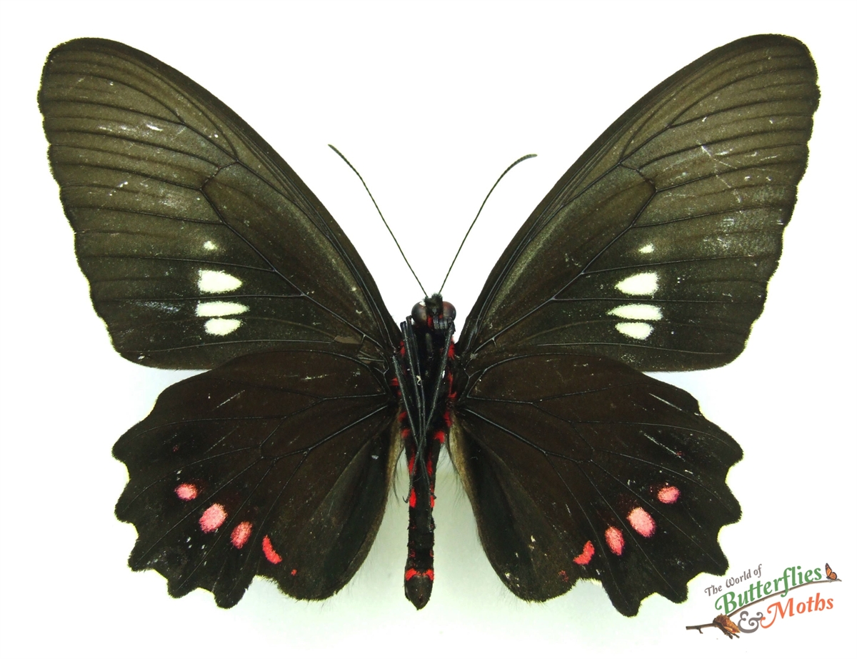 Parides phosphorus zopyron PERU - World of Butterflies and Moths