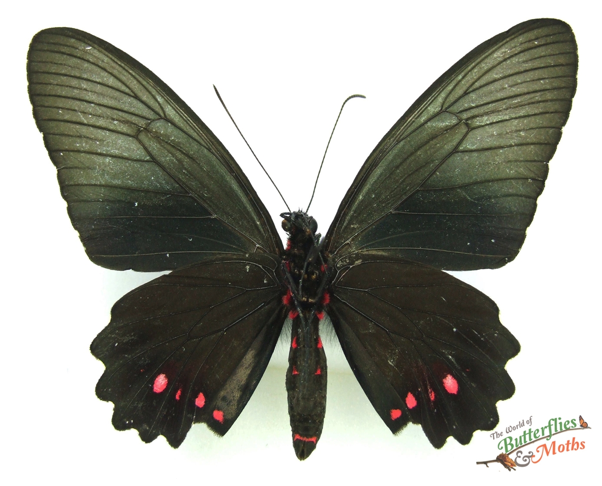 Parides phosphorus zopyron PERU - World of Butterflies and Moths
