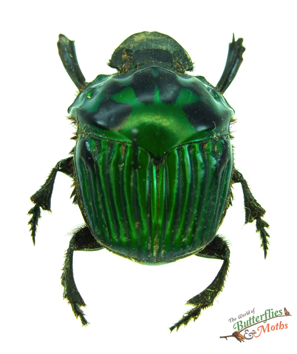Oxysternon conspicillatum Green dung beetle PERU (Pair) - World of ...