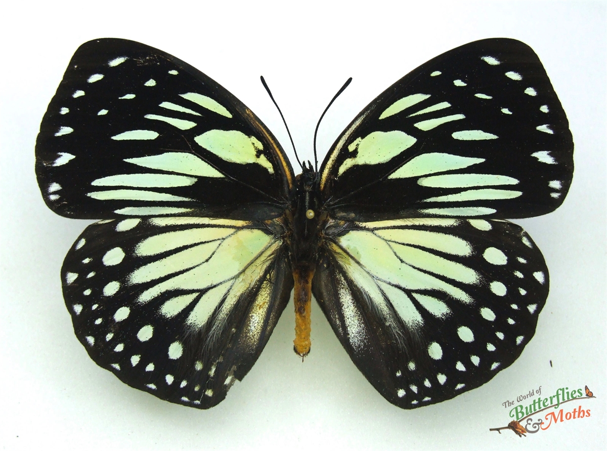 Euxanthe crossleyi C.A.R - World of Butterflies and Moths