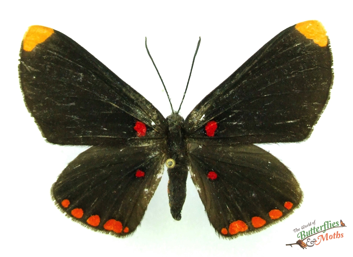 Melanis pixe Red-Bordered Pixie MEXICO - World of Butterflies and Moths