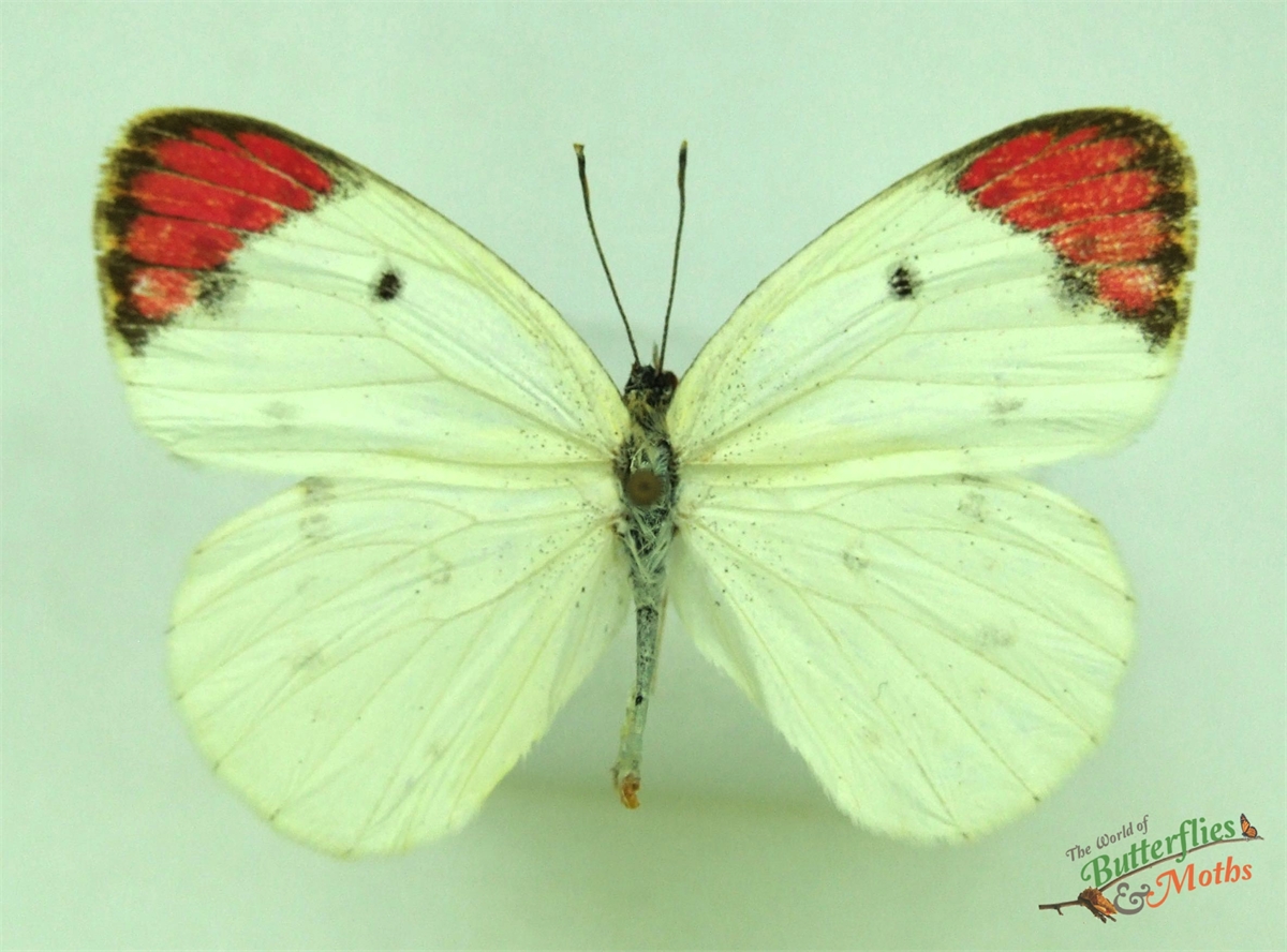 Colotis guenei MADAGASCAR - World of Butterflies and Moths