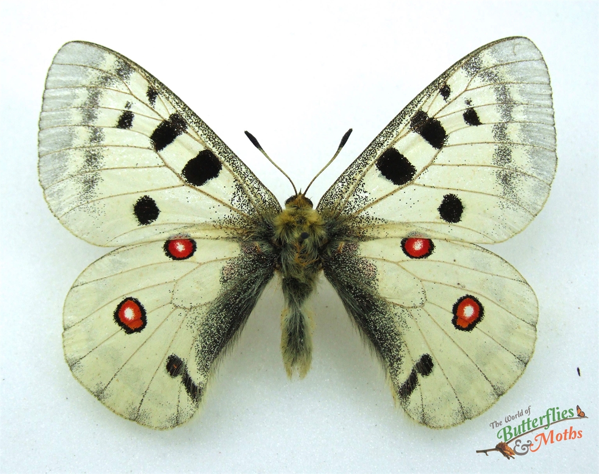 Parnassius apollo THE APOLLO - World of Butterflies and Moths