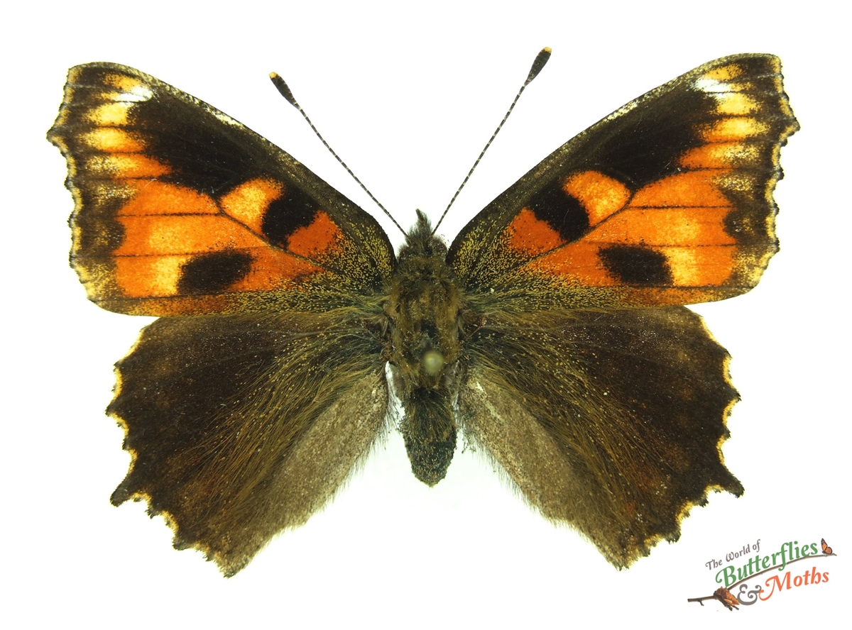 Aglais urticae SMALL TORTOISESHELL Aberration - World of Butterflies ...