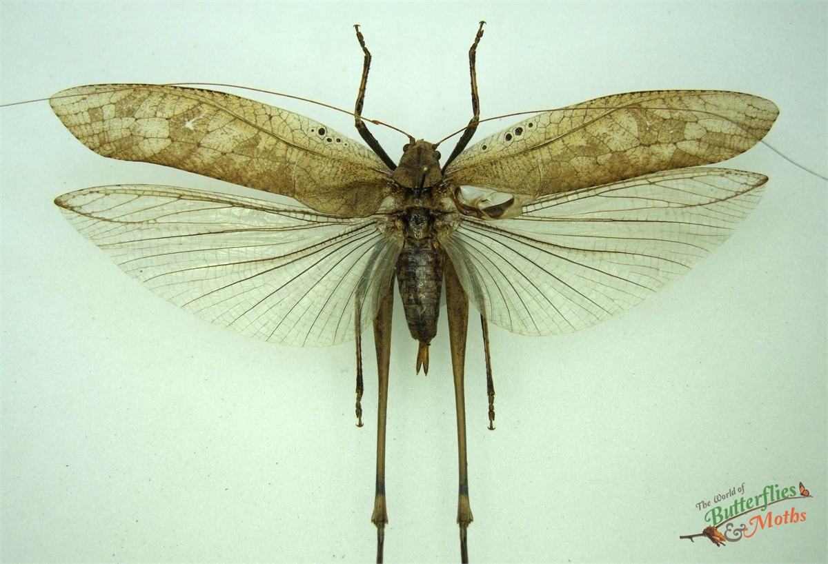 Mecopoda elongata THAILAND - World of Butterflies and Moths