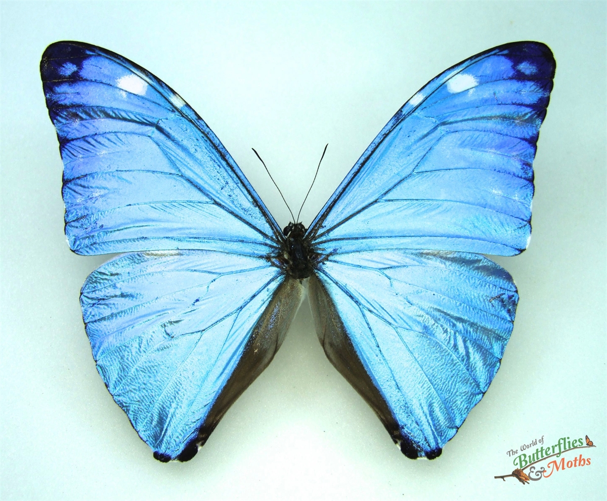 Wholesale: Morpho adonis A- x 10 PCS - World of Butterflies and Moths