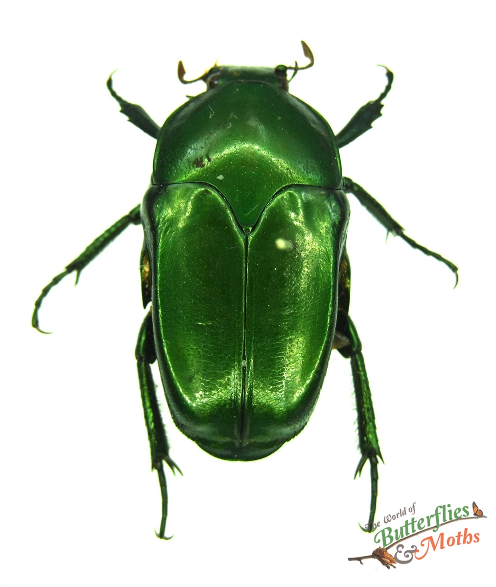 Ischiopsopha gestroi INDONESIA - World of Butterflies and Moths