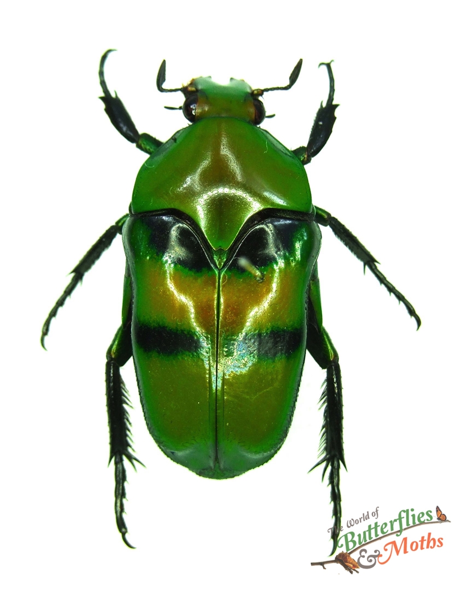 Wholesale: Ischiopsopha bifasciata West Papua - World of Butterflies ...