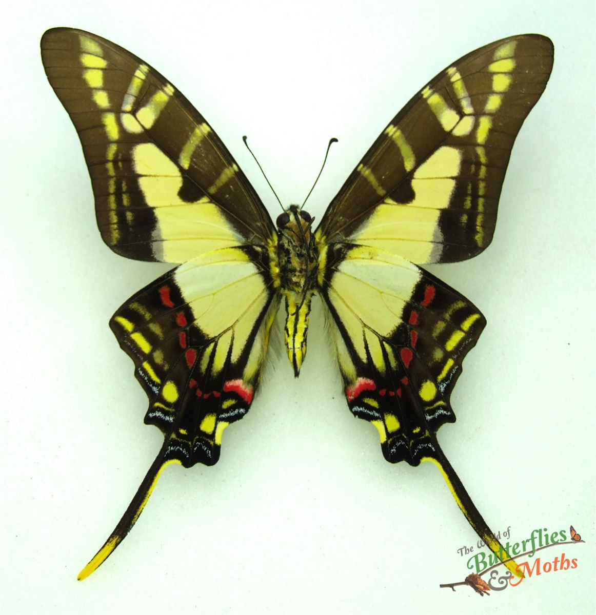 Protographium (Eurytides) thyastes PERU - World of Butterflies and Moths