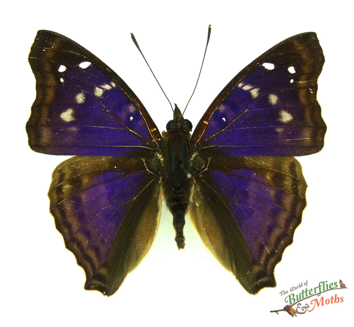 Doxocopa agathina PERU - World of Butterflies and Moths