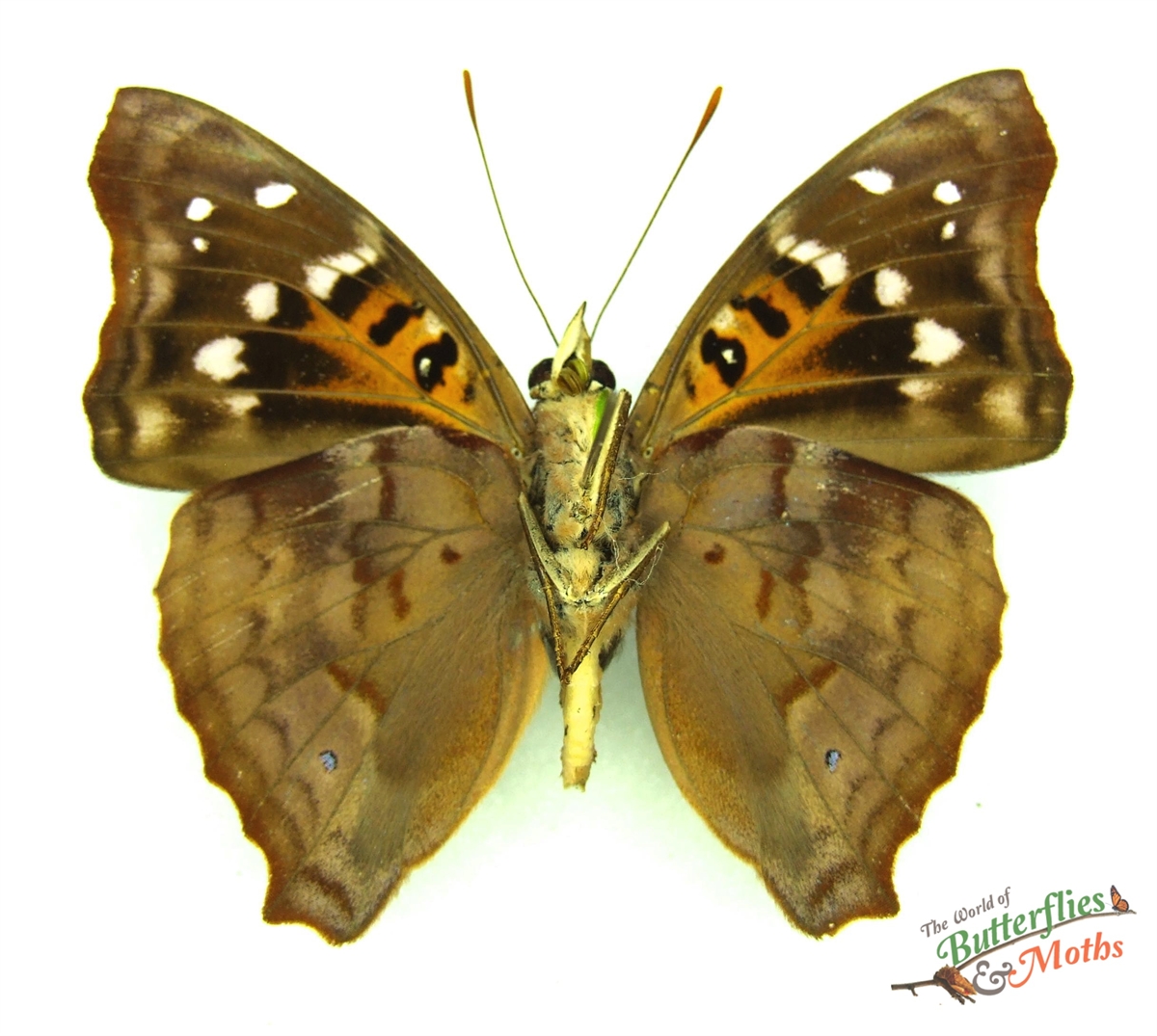 Doxocopa agathina PERU - World of Butterflies and Moths