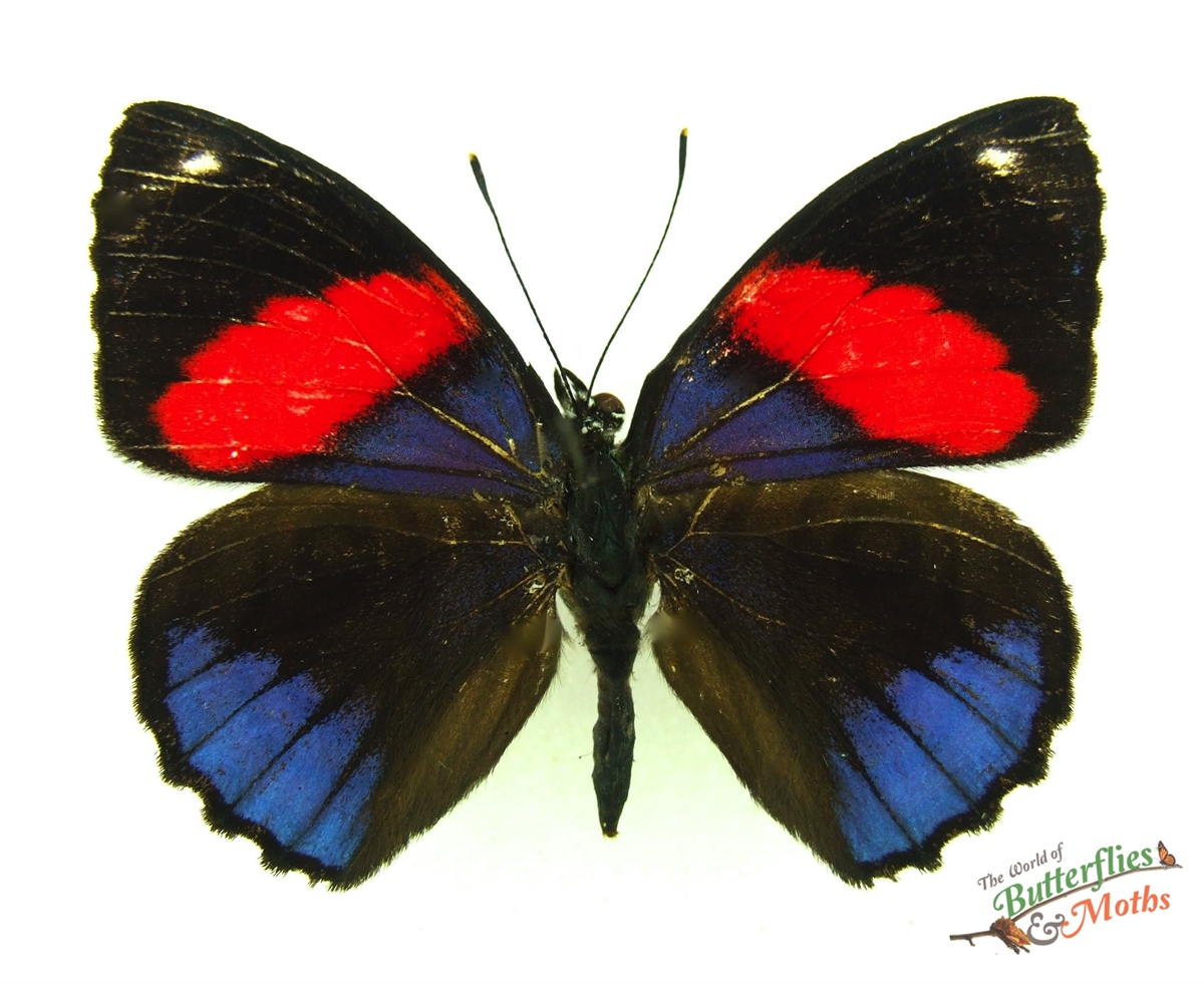Callicore hystaspes Numberwing PERU - World of Butterflies and Moths
