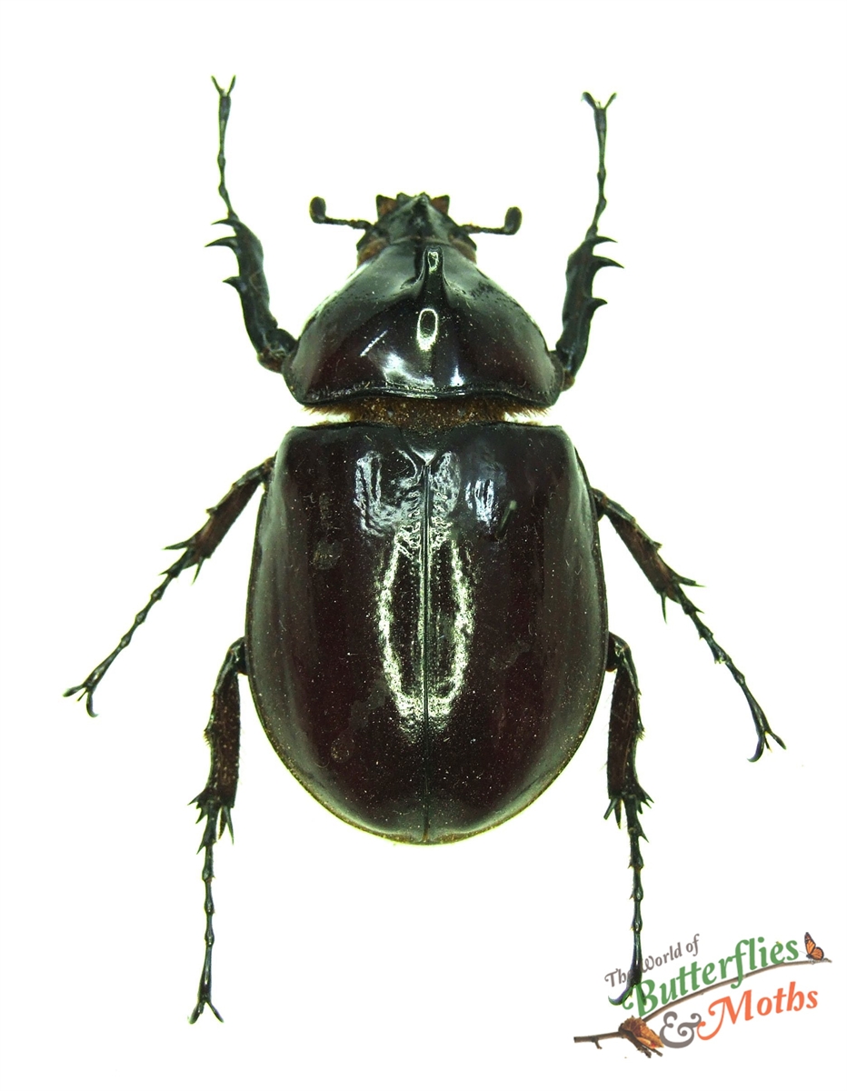 Augosoma centaurus - World of Butterflies and Moths