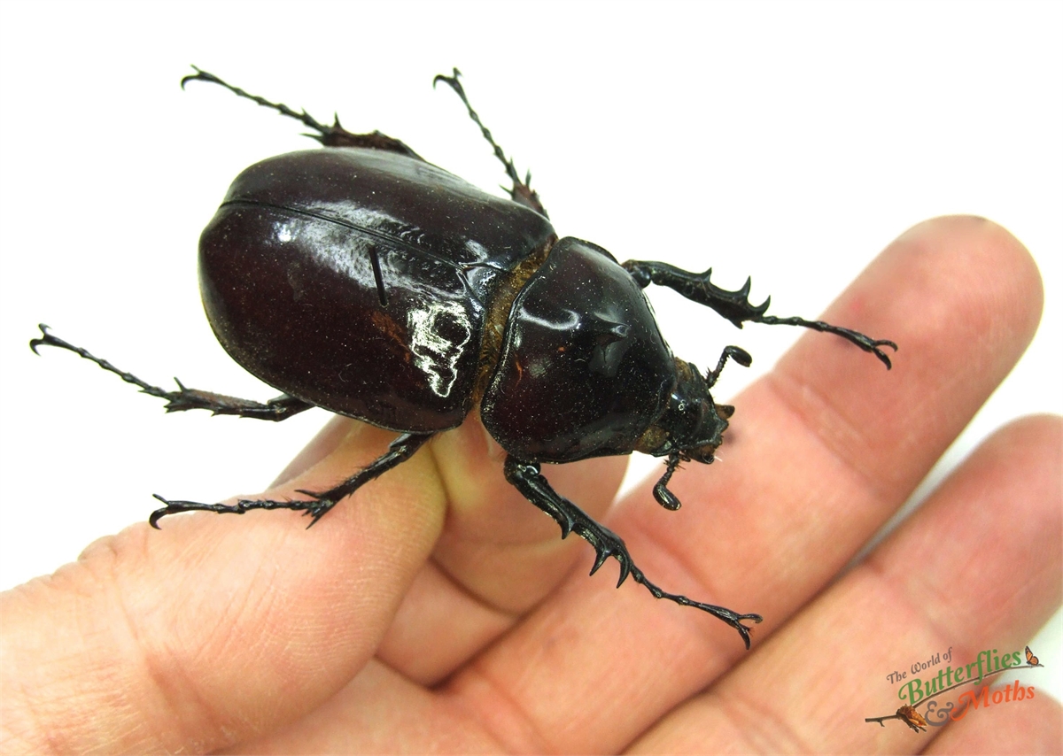 Augosoma centaurus - World of Butterflies and Moths
