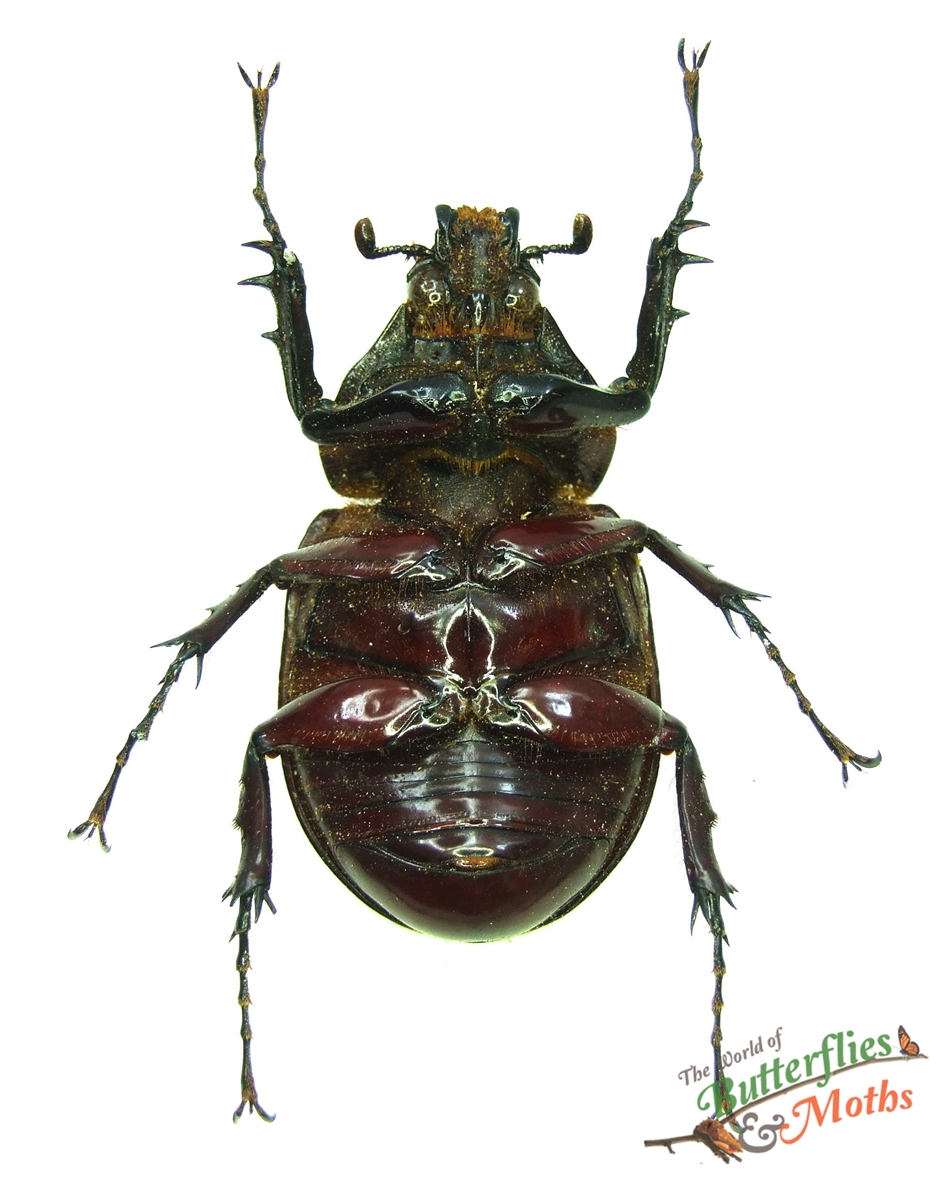 Augosoma centaurus - World of Butterflies and Moths