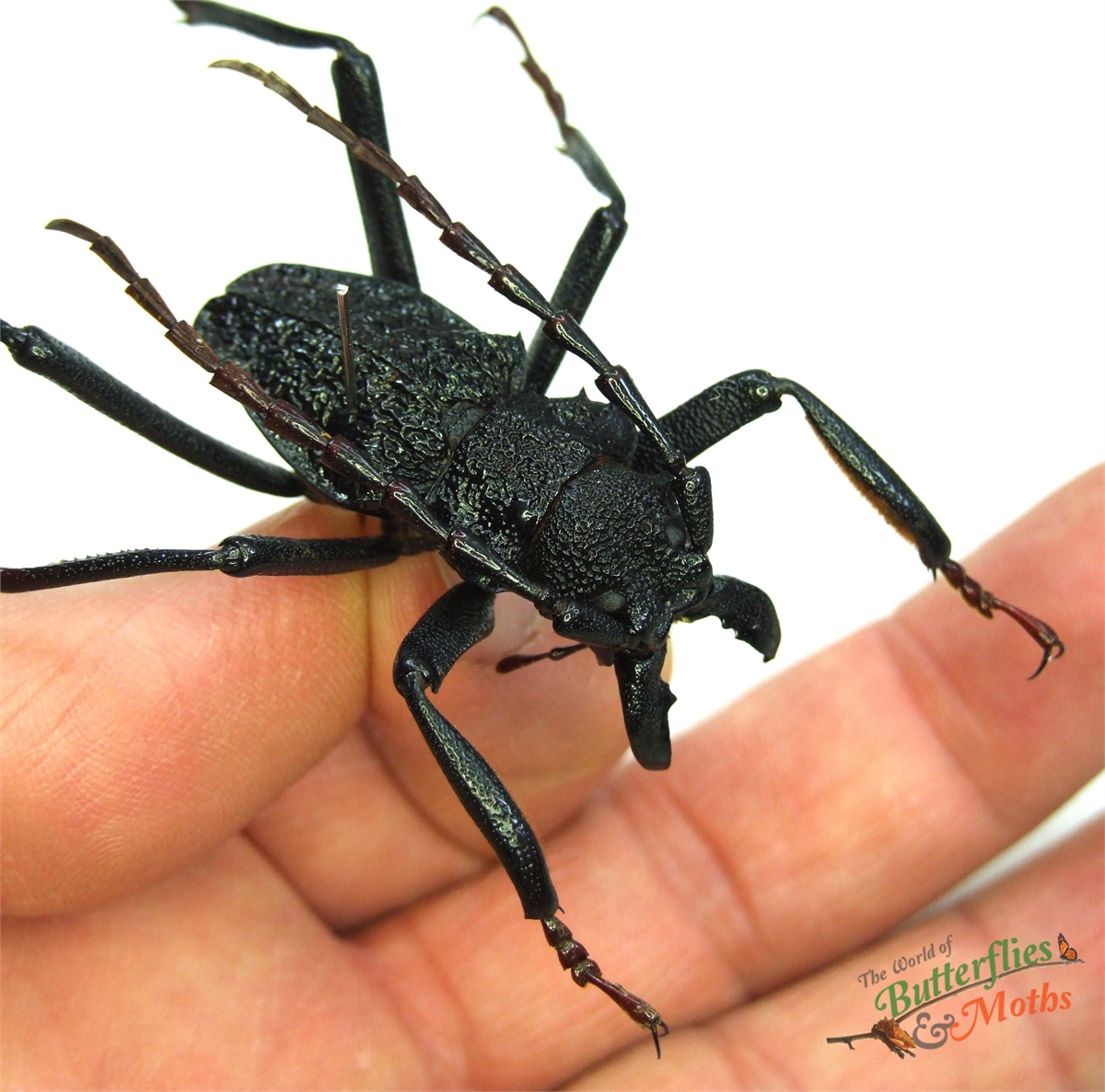 Psalidognathus (Prionocalus) woytkowskii PERU - World of Butterflies ...