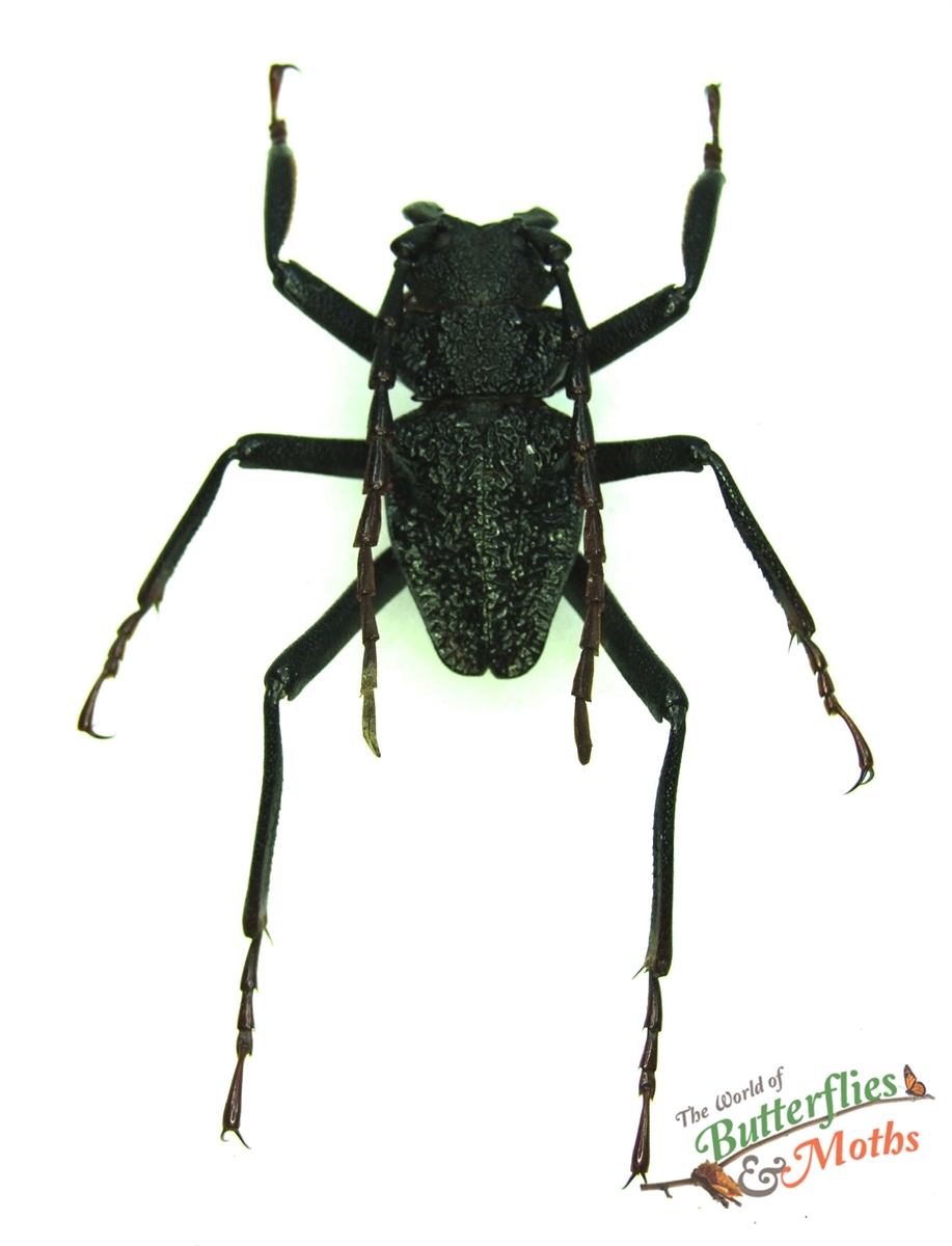 Psalidognathus (Prionocalus) woytkowskii PERU - World of Butterflies ...