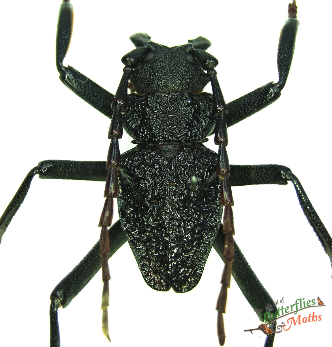 Psalidognathus (Prionocalus) woytkowskii PERU - World of Butterflies ...