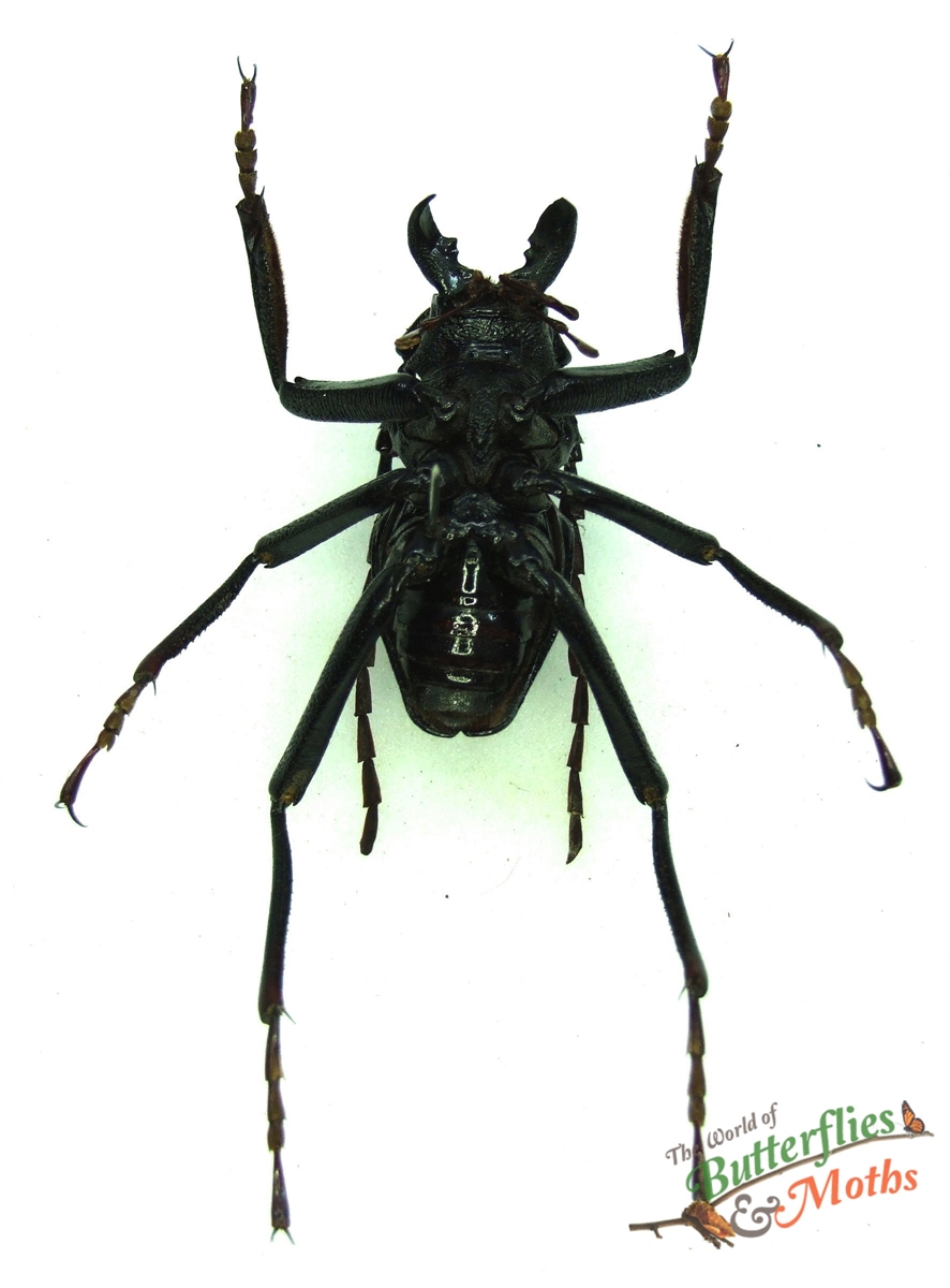 Psalidognathus (Prionocalus) woytkowskii PERU - World of Butterflies ...