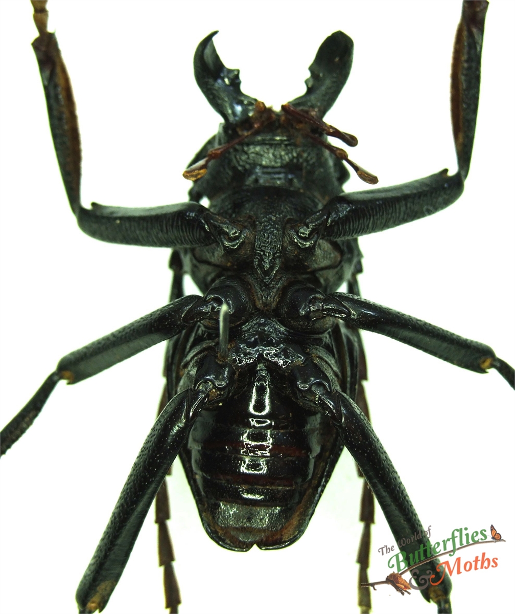 Psalidognathus (Prionocalus) woytkowskii PERU - World of Butterflies ...