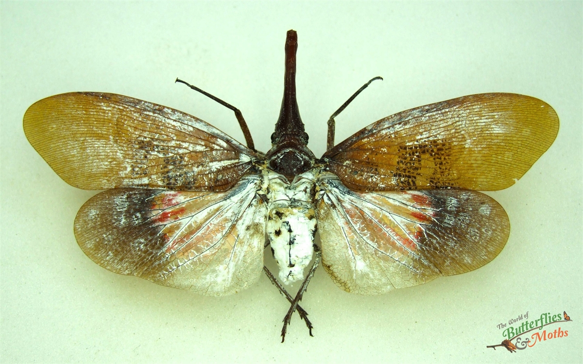 Pyrops sultana INDONESIA - World of Butterflies and Moths