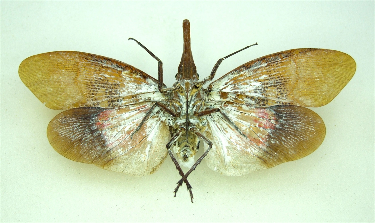 Pyrops sultana INDONESIA - World of Butterflies and Moths