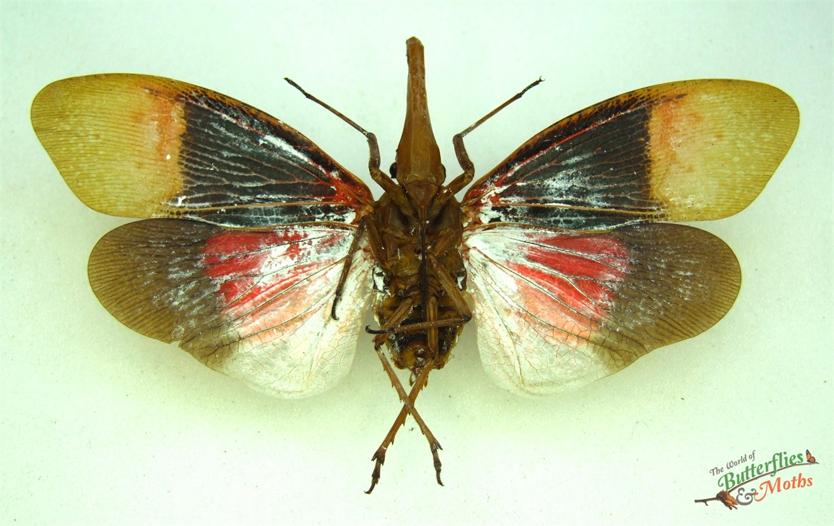 Pyrops sultana INDONESIA - World of Butterflies and Moths