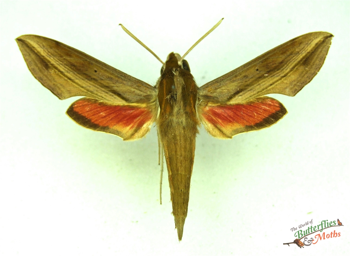 Hippotion rosetta THAILAND - World of Butterflies and Moths