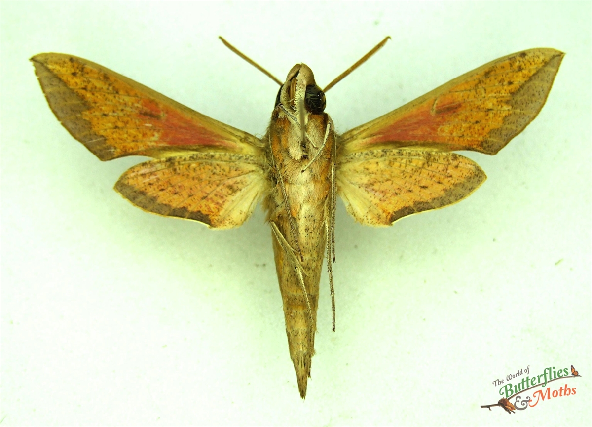 Hippotion rosetta THAILAND - World of Butterflies and Moths