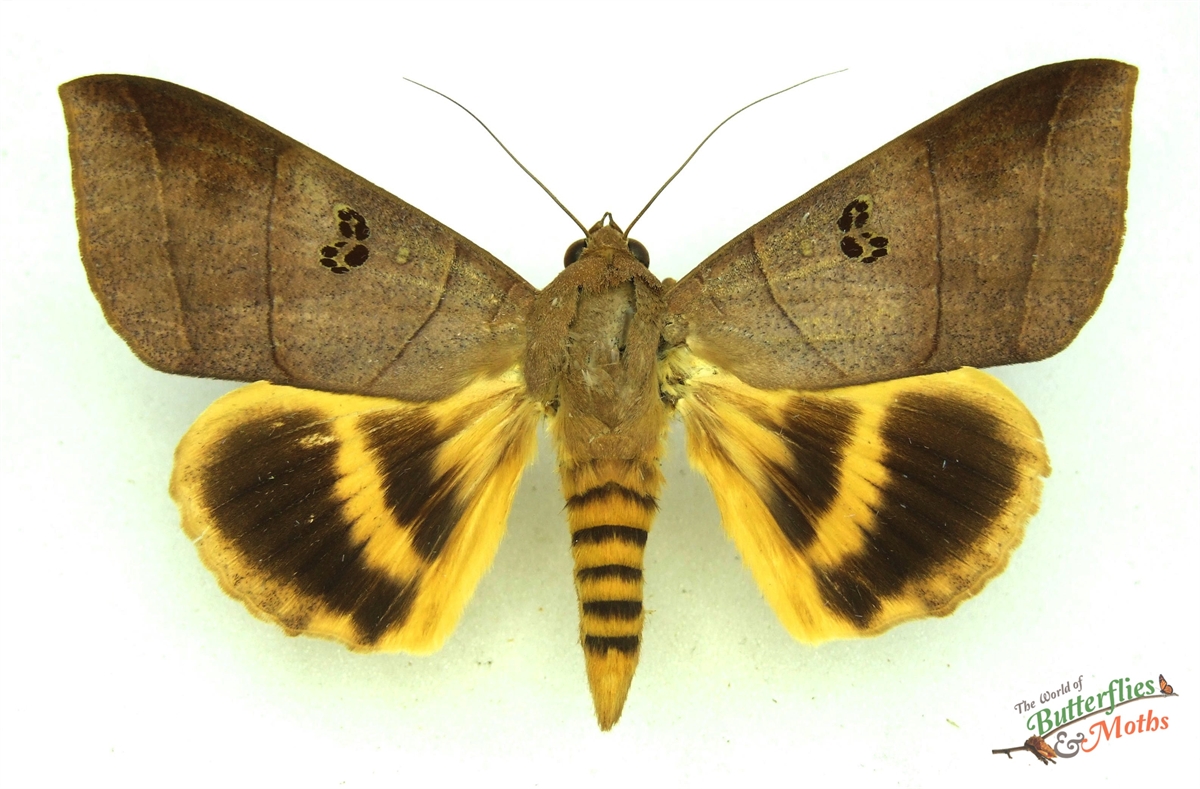 Thyas coronata THAILAND - World of Butterflies and Moths