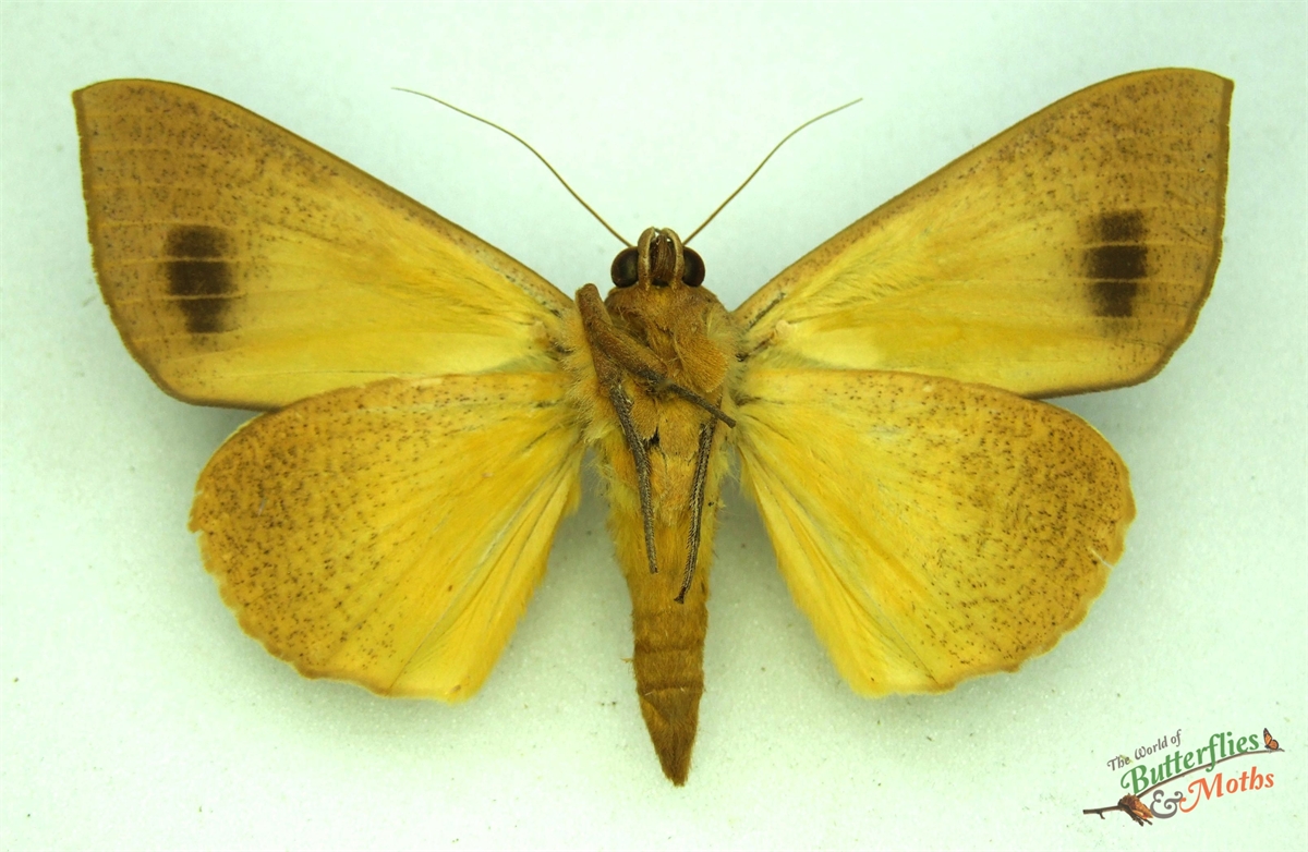 Thyas coronata THAILAND - World of Butterflies and Moths