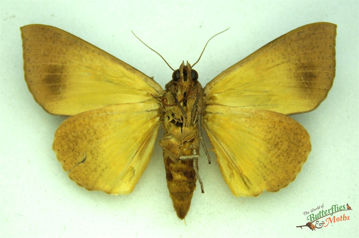 Thyas coronata THAILAND - World of Butterflies and Moths