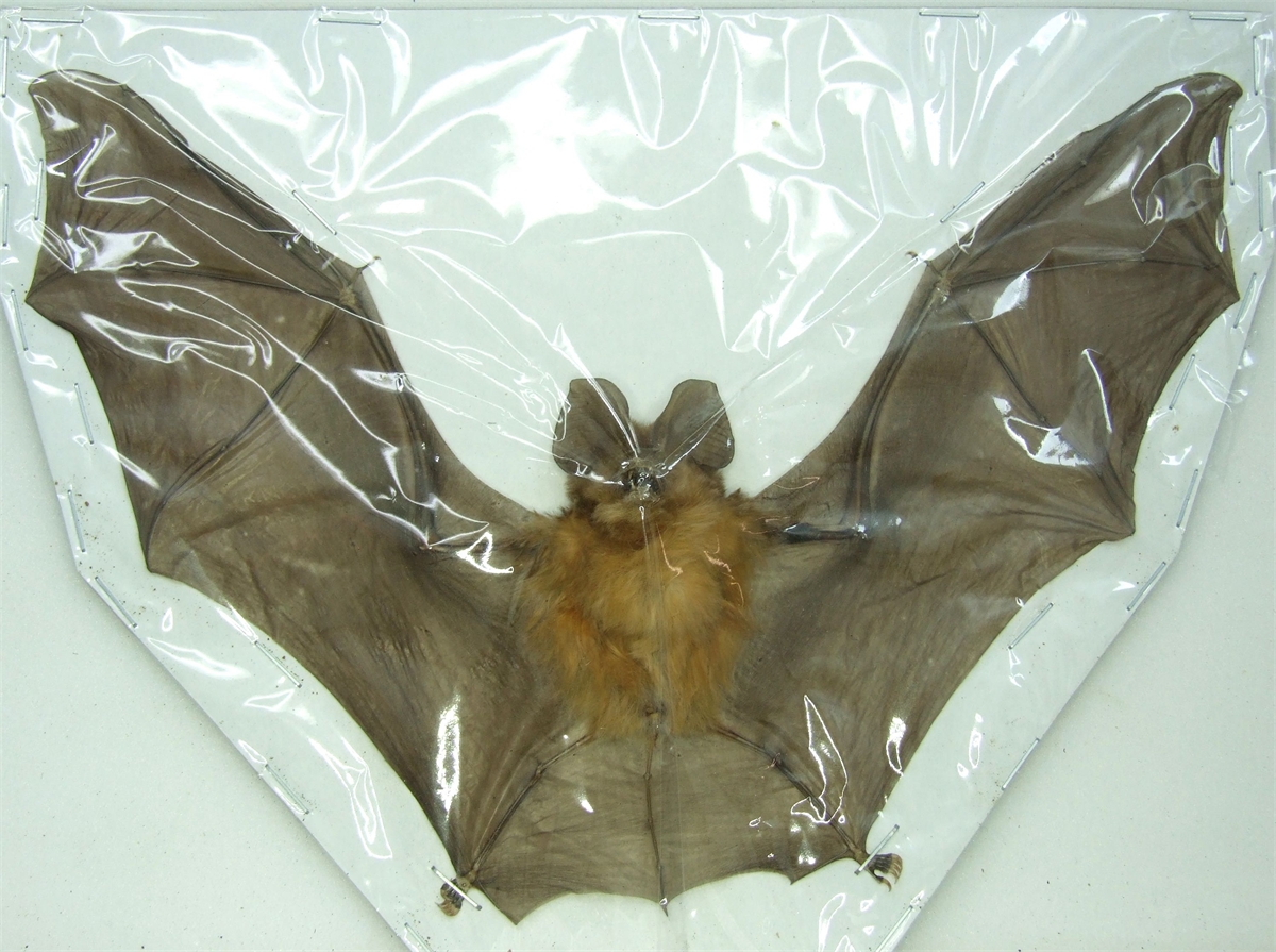 Bat Rhinolophus lepidus INDONESIA - World of Butterflies and Moths