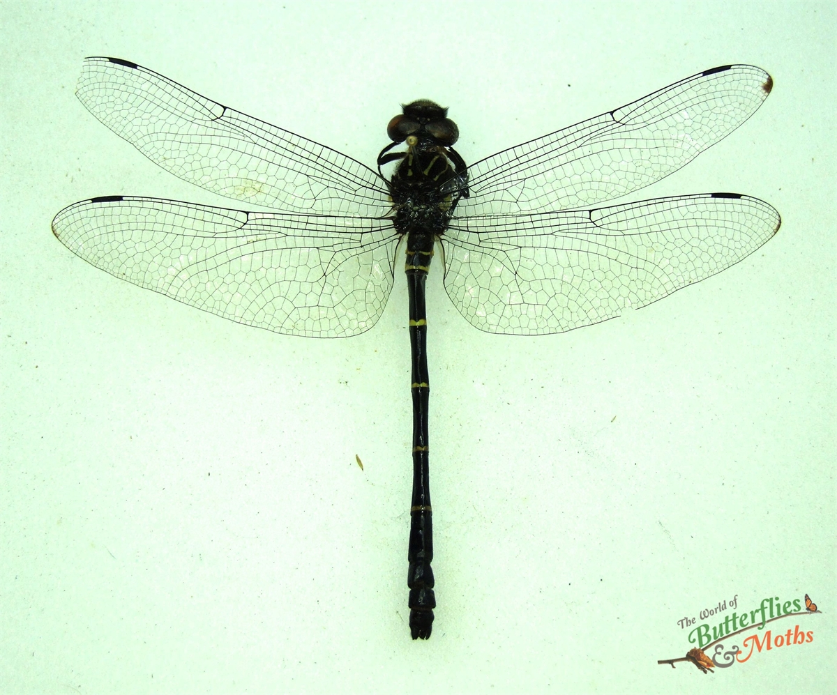 Chlorogomphus magnificus WEST JAVA - World of Butterflies and Moths