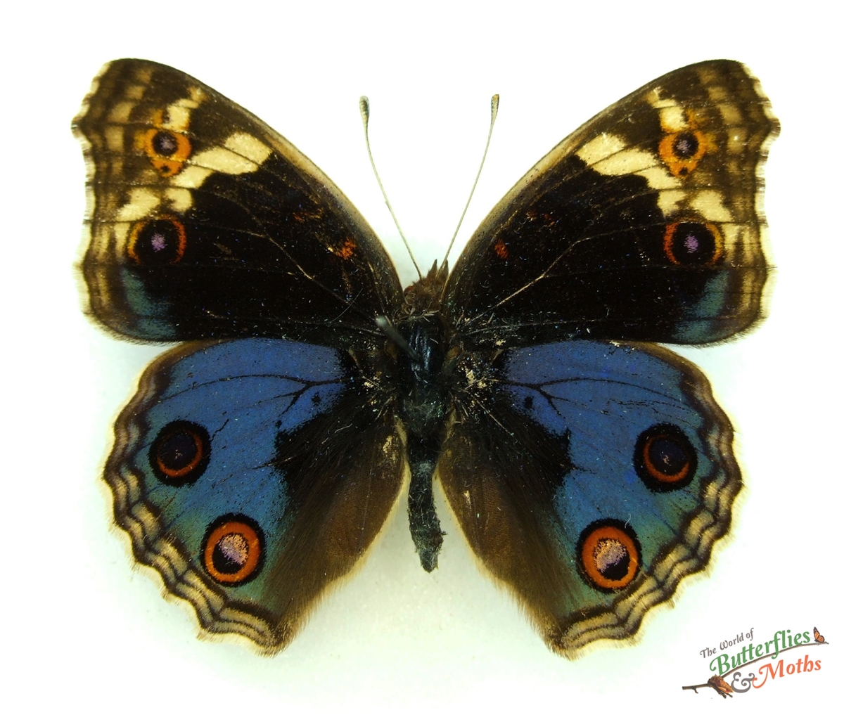 Junonia orithya Blue Pansy THAILAND - World of Butterflies and Moths