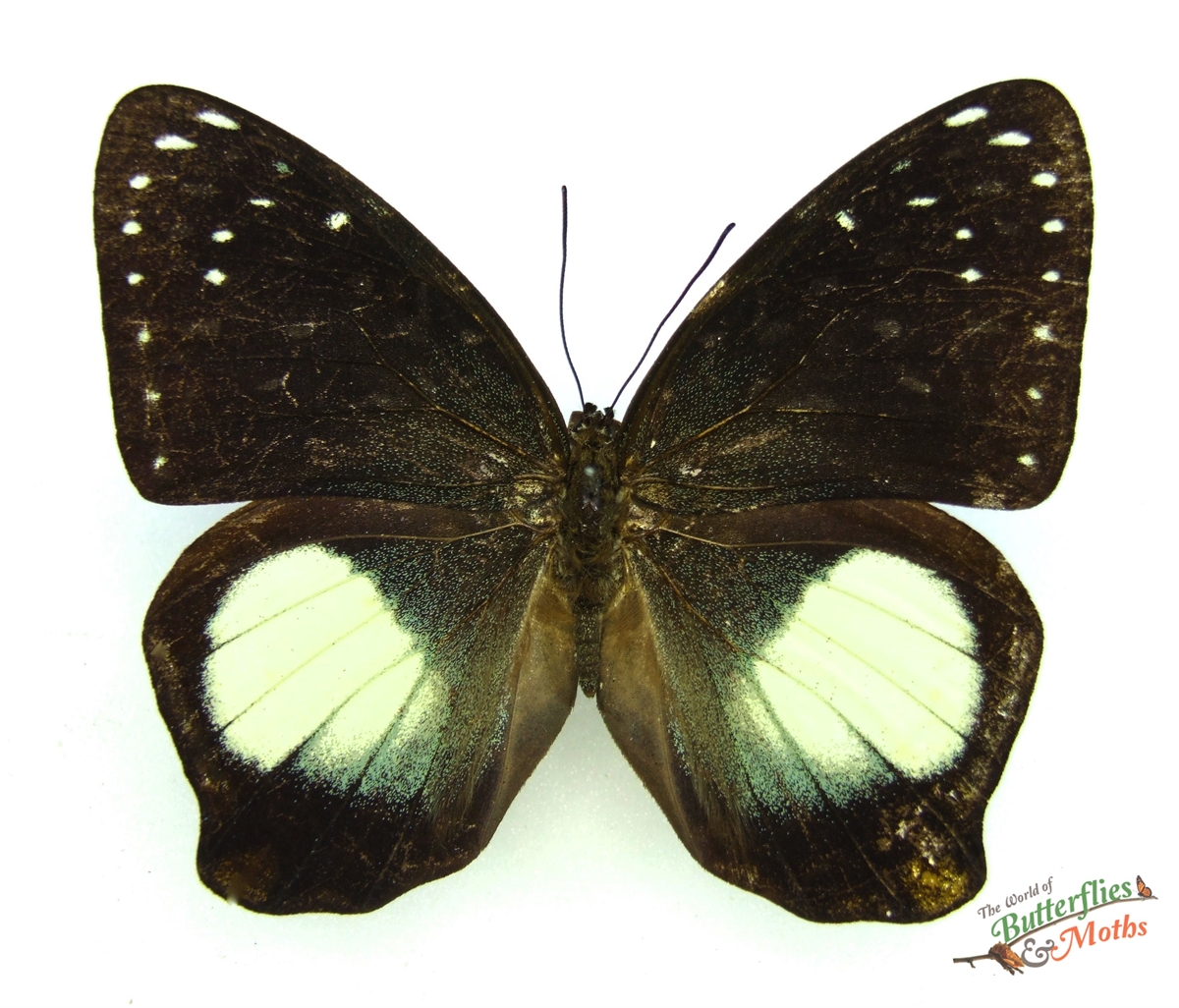 Prothoe australis PAPUA NEW GUINEA - World of Butterflies and Moths