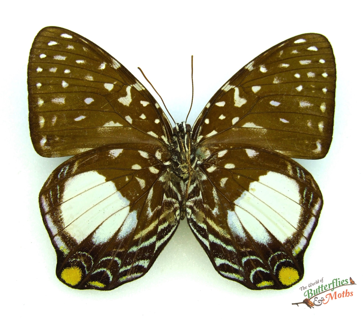 Prothoe australis mulderi BACHAN (A1-) - World of Butterflies and Moths