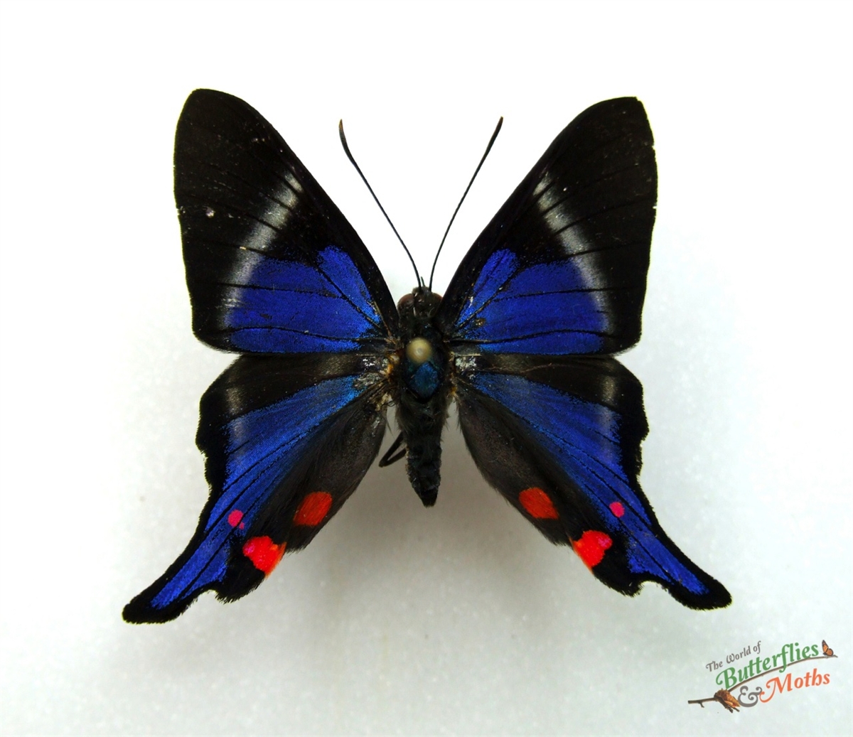 Wholesale Rhetus periander Peru - World of Butterflies and Moths