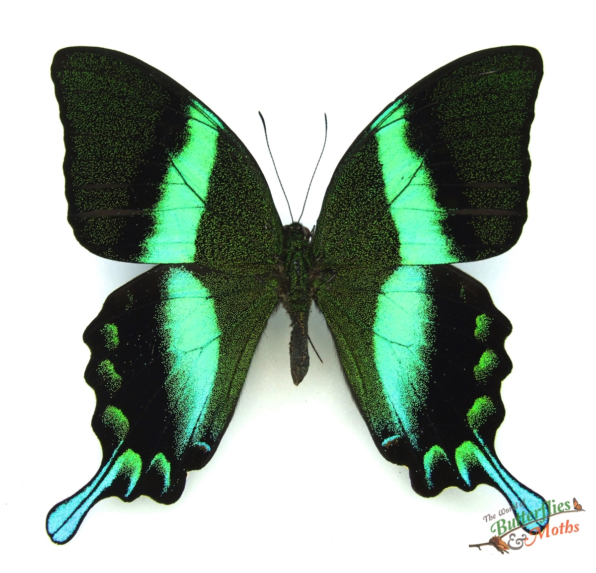 Wholesale: Papilio blumei Sulawesi A-/A2 - World of Butterflies and Moths