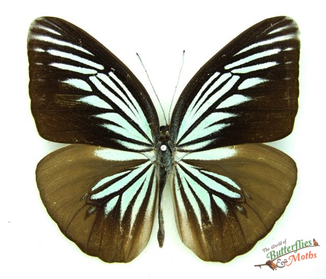 Pareronia tritaea Blue Wanderer Male SULAWESI - World of Butterflies ...