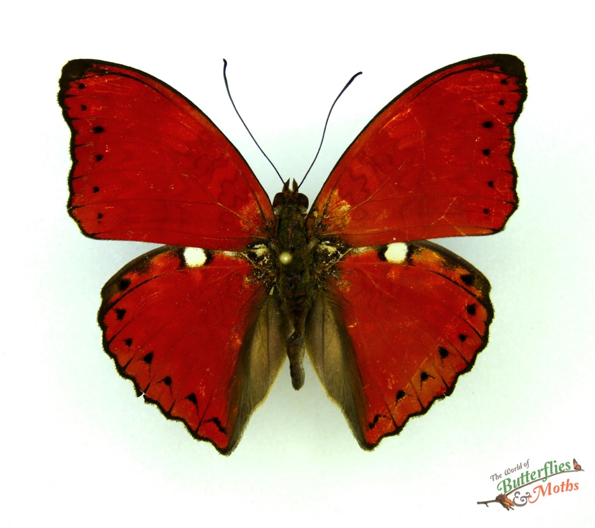 Wholesale: Cymothoe excelsa C.A.R - World of Butterflies and Moths