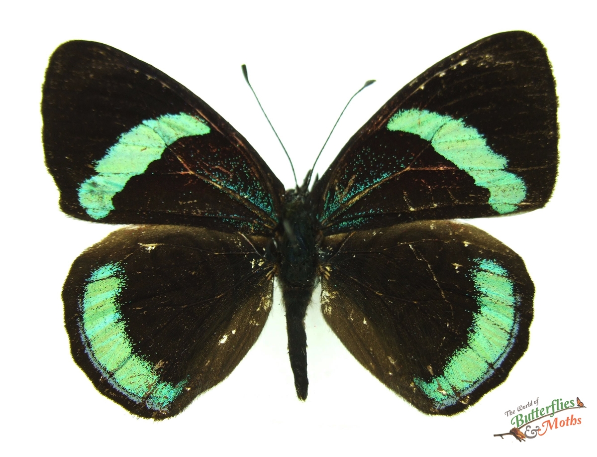 Wholesale: Diaethria clymena PERU - World of Butterflies and Moths