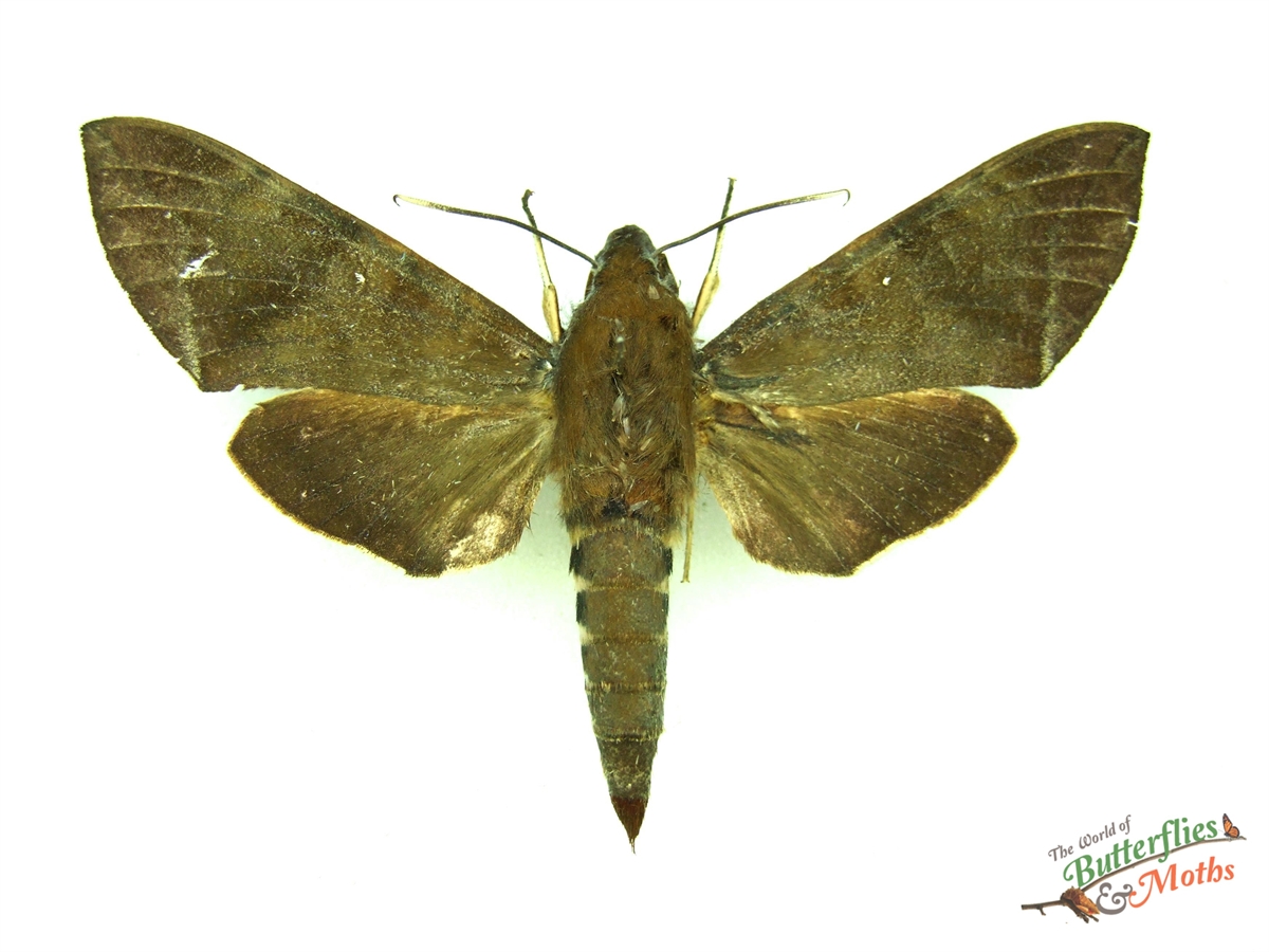 Nephele comma MADAGASCAR - World of Butterflies and Moths