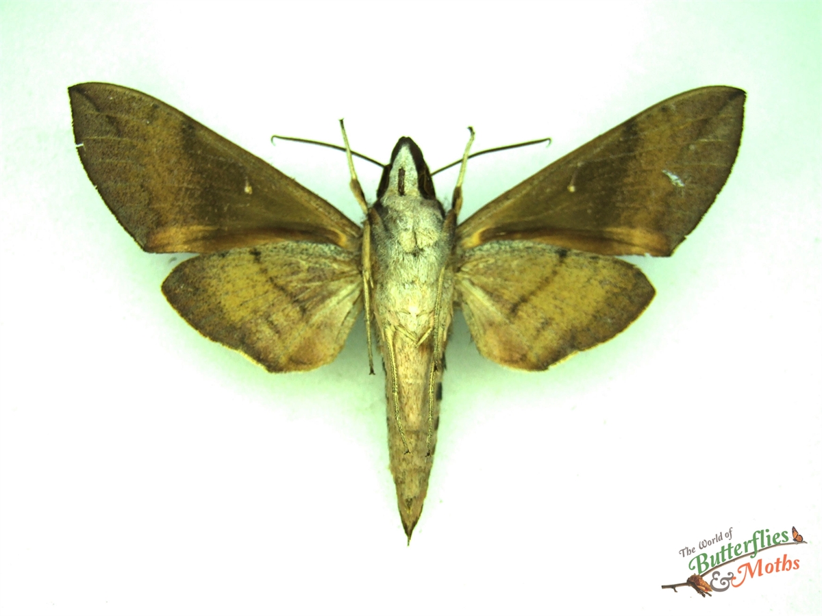 Nephele comma MADAGASCAR - World of Butterflies and Moths