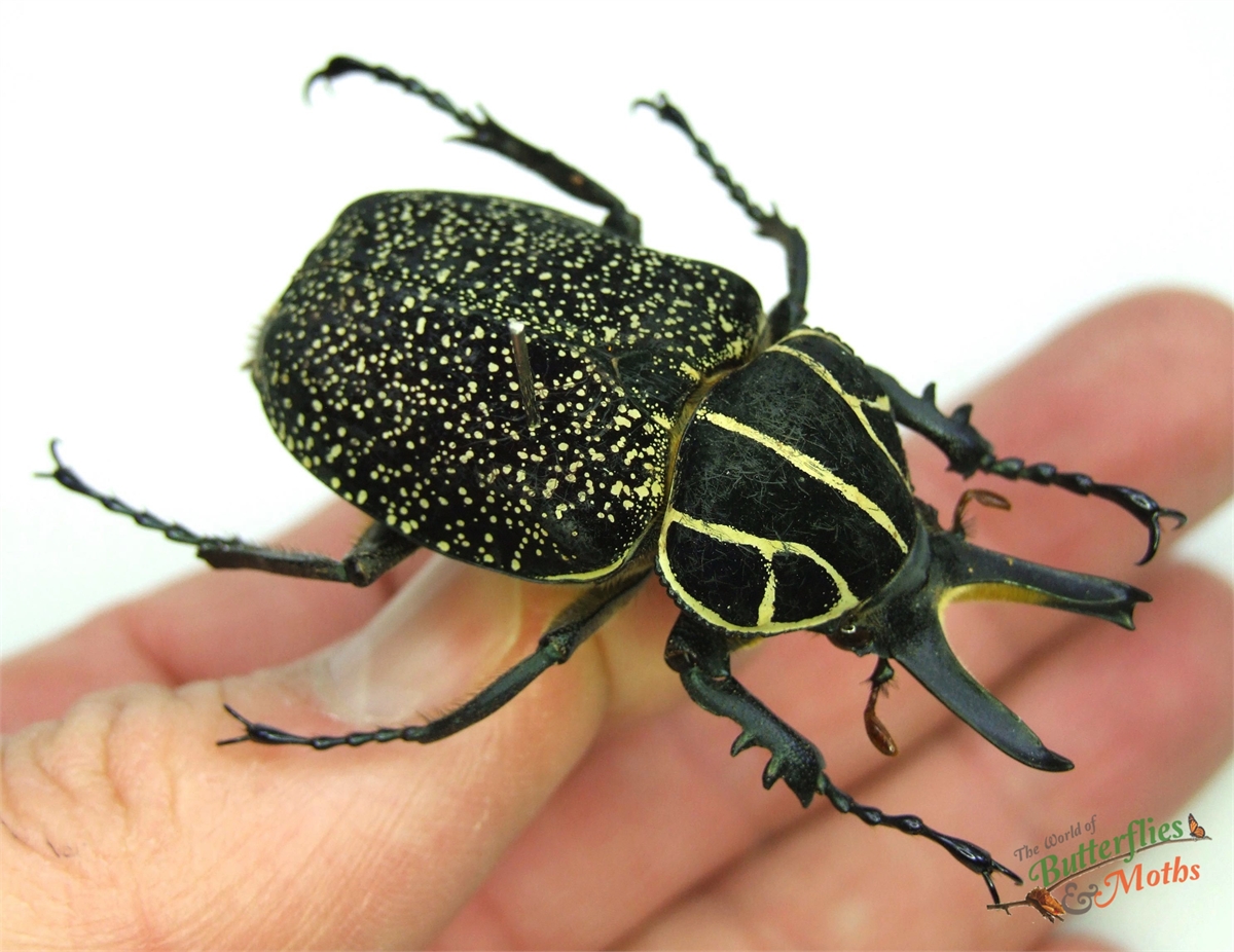 Inca clathratus MEXICO - World of Butterflies and Moths