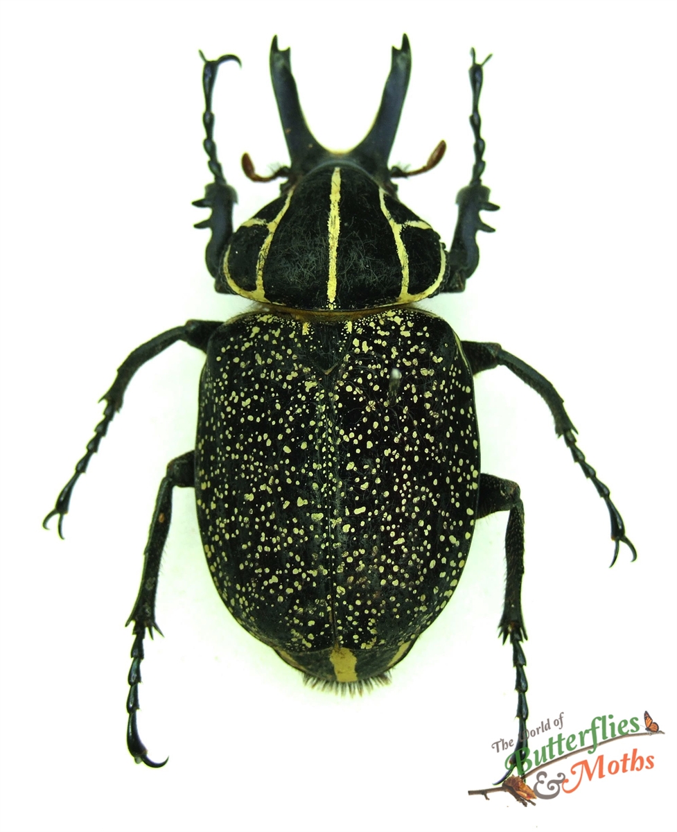 Inca clathratus MEXICO - World of Butterflies and Moths