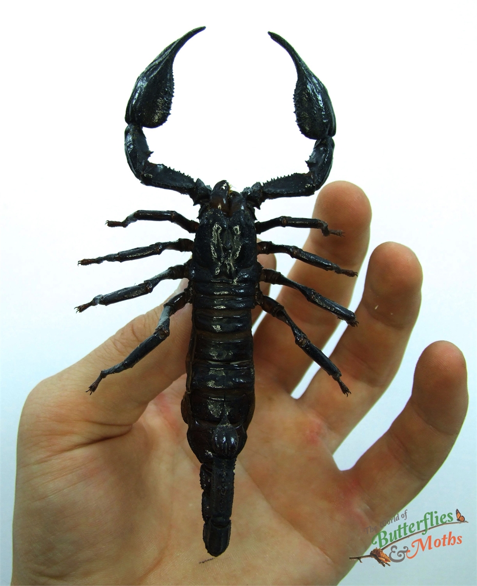 Heterometrus spinifer Emperor Scorpion THAILAND - World of Butterflies ...